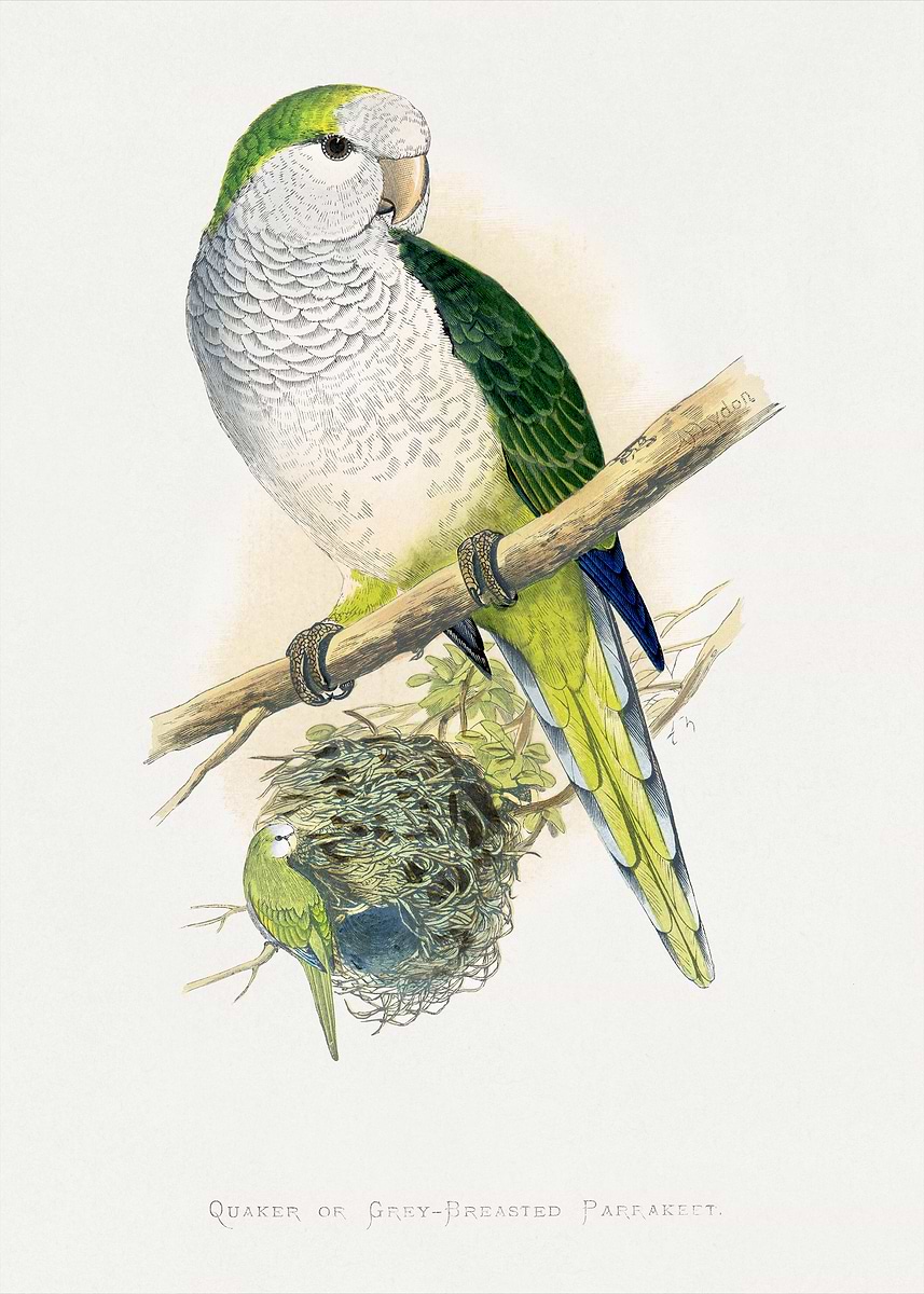 'Quaker or Grey-breasted Parrakeet' Poster, picture, metal print, paint ...