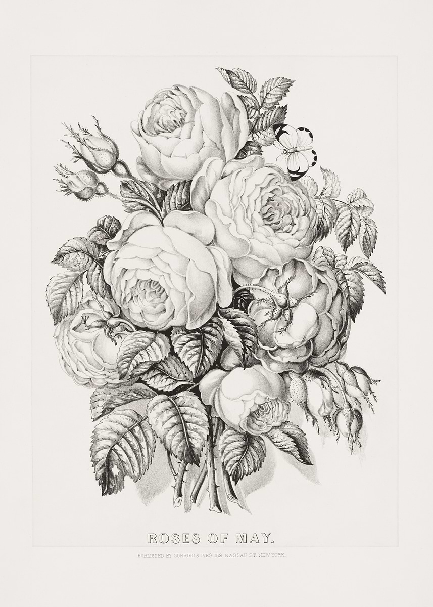 'Roses of May Vintage Print' Poster, picture, metal print, paint by ...