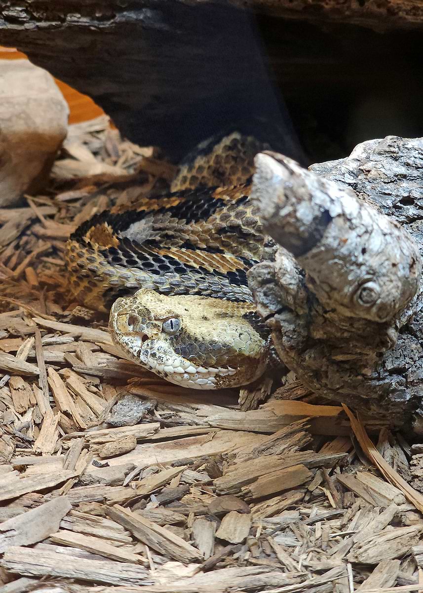 'Copperhead Snake Close-Up' Poster, picture, metal print, paint by ...