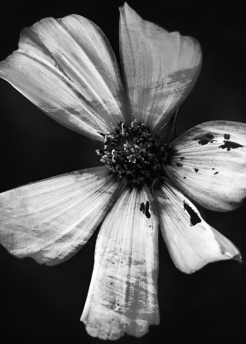 'Black and White Flower' Poster, picture, metal print, paint by Nick ...