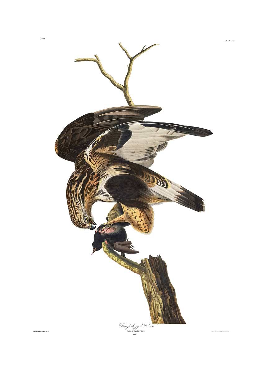 'The Birds of America - Rough-legged Falcon' Poster, picture, metal ...