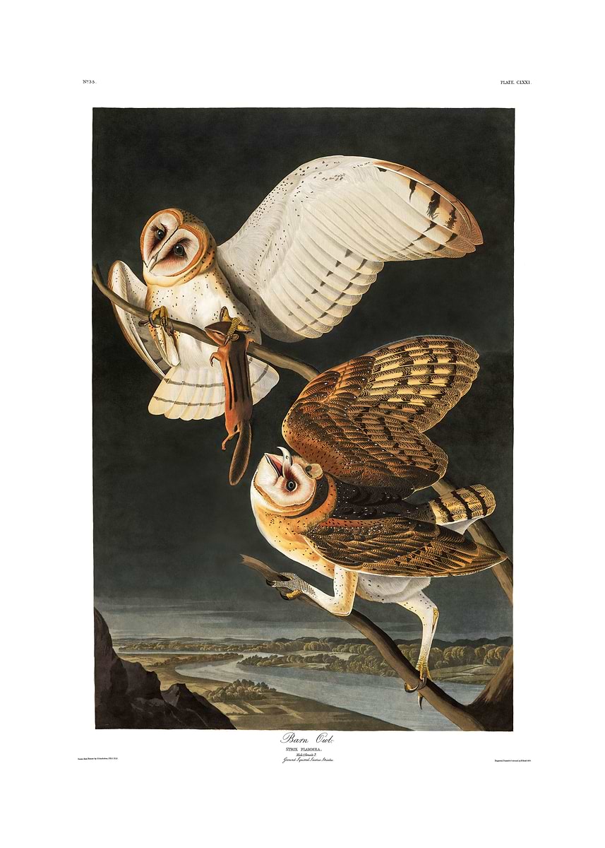 'The Birds of America - Barn Owl' Poster, picture, metal print, paint ...