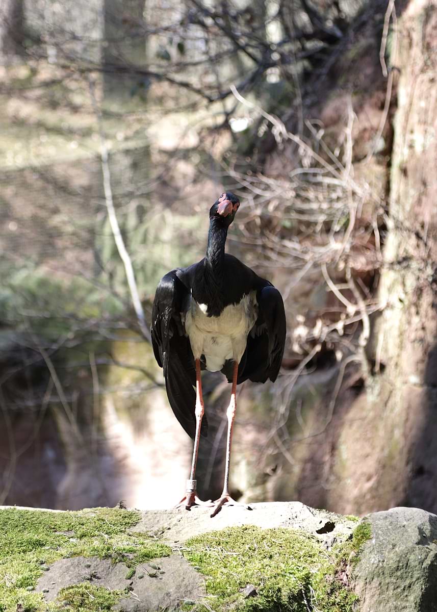 'Maguari Stork Standing on Mossy Rock' Poster, picture, metal print ...