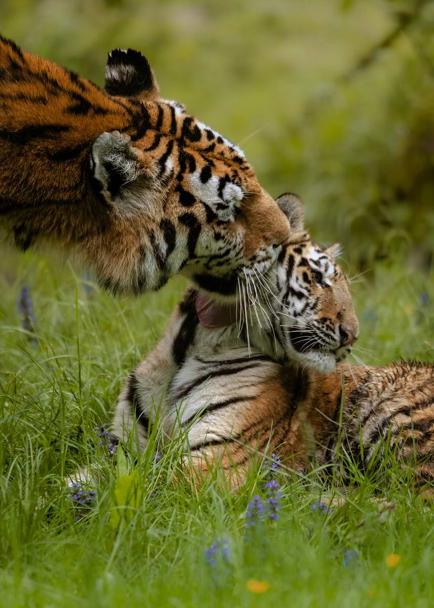 'Tiger mother and cub affection' Poster, picture, metal print, paint by ...