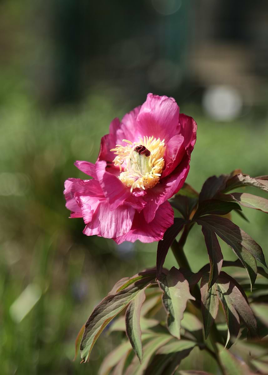 'Pink Peony Flower Close-Up' Poster, picture, metal print, paint by ...