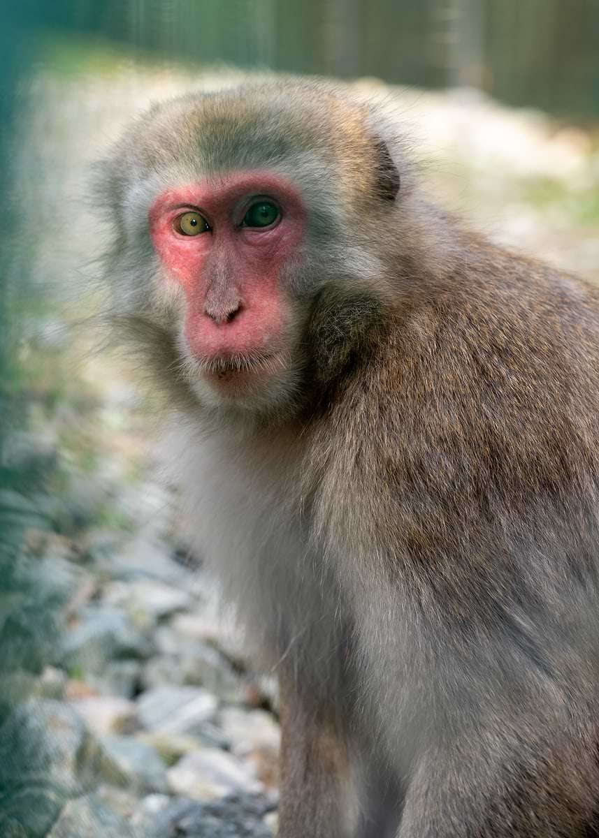 'Japanese Macaque Portrait 3' Poster, picture, metal print, paint by ...