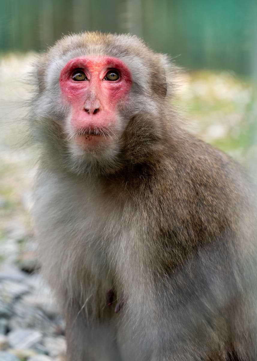 'Japanese Macaque Portrait' Poster, picture, metal print, paint by ...