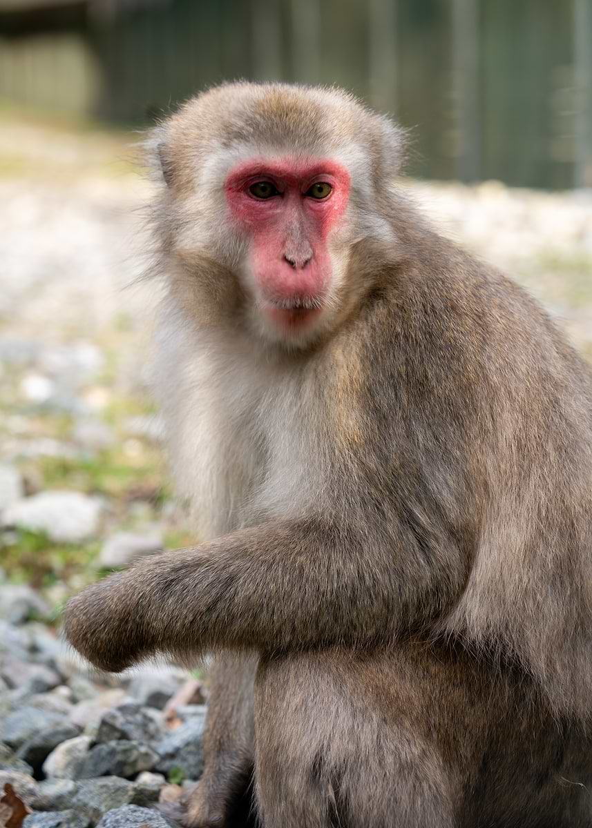 'Japanese Macaque Portrait 2' Poster, picture, metal print, paint by ...