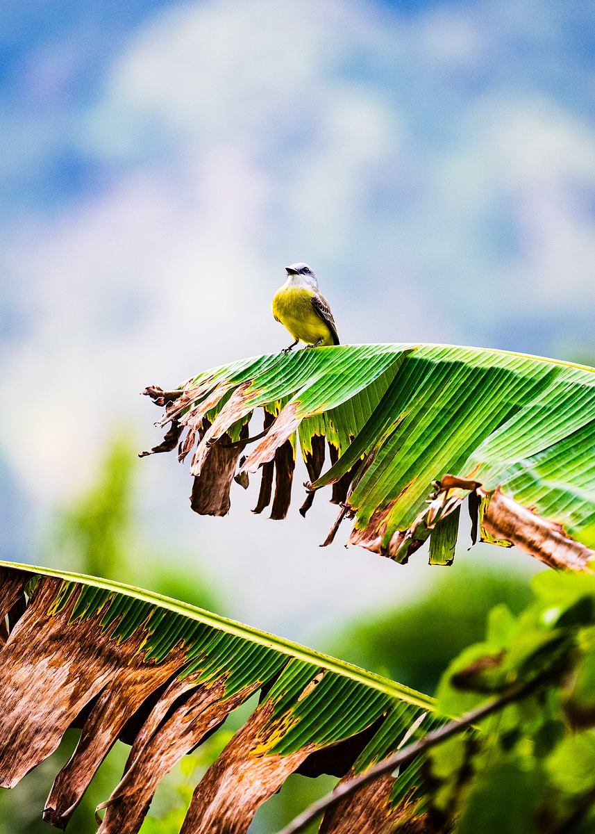 'Tropical Kingbird' Poster, picture, metal print, paint by Selenehelion ...