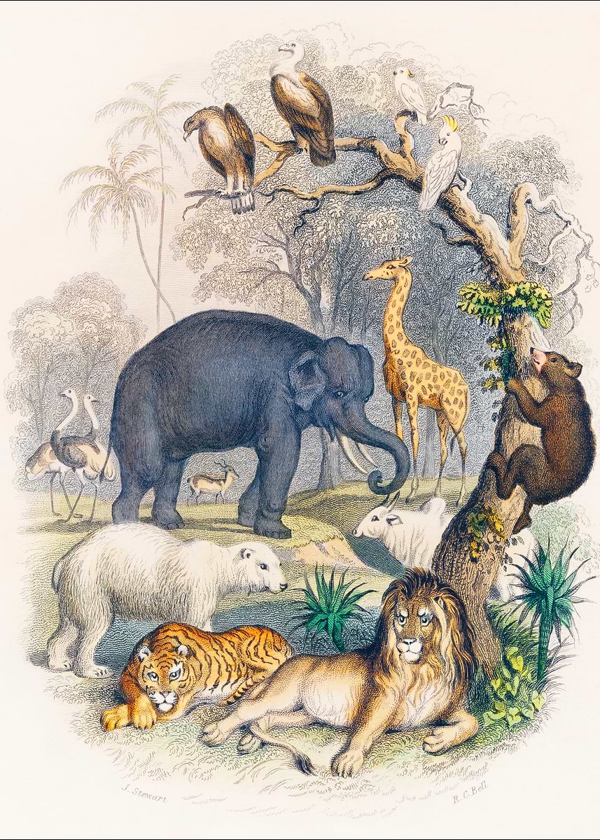 'Vintage Animal Illustration' Poster, picture, metal print, paint by ...