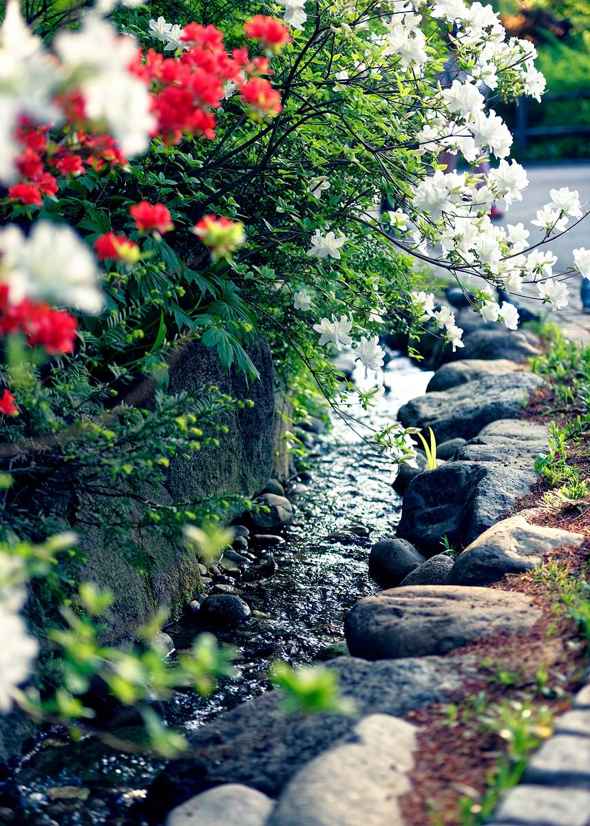 'Flowing Stream with Red and White Flowers' Poster, picture, metal ...