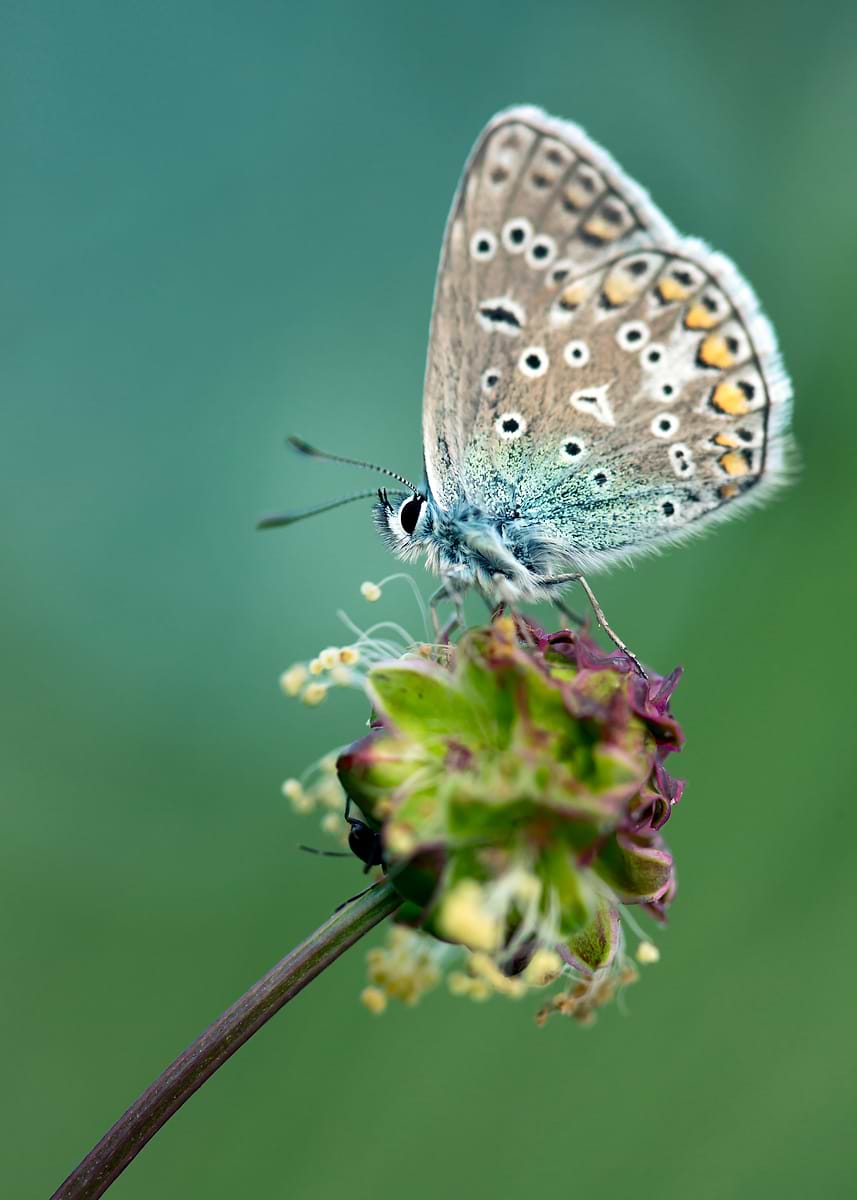 'Butterfly on a flower' Poster, picture, metal print, paint by ...