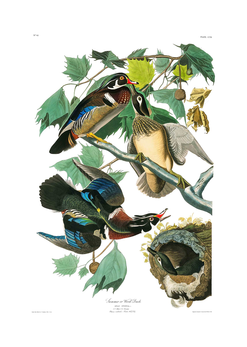 'The Birds of America - Summer or Wood Duck' Poster, picture, metal ...