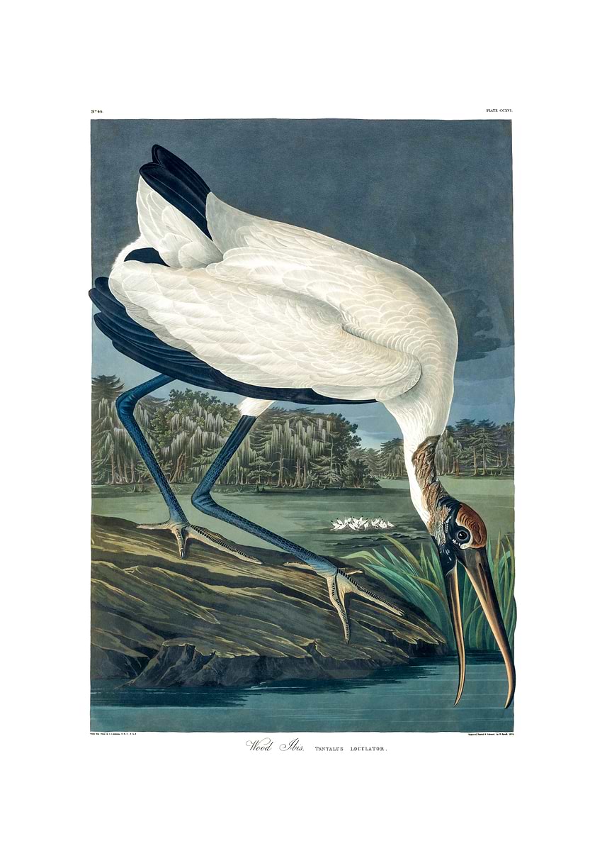 'The Birds of America - Wood Ibis' Poster, picture, metal print, paint ...