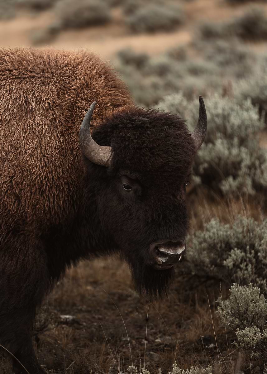 'American Bison Portrait' Poster, picture, metal print, paint by Nathan ...