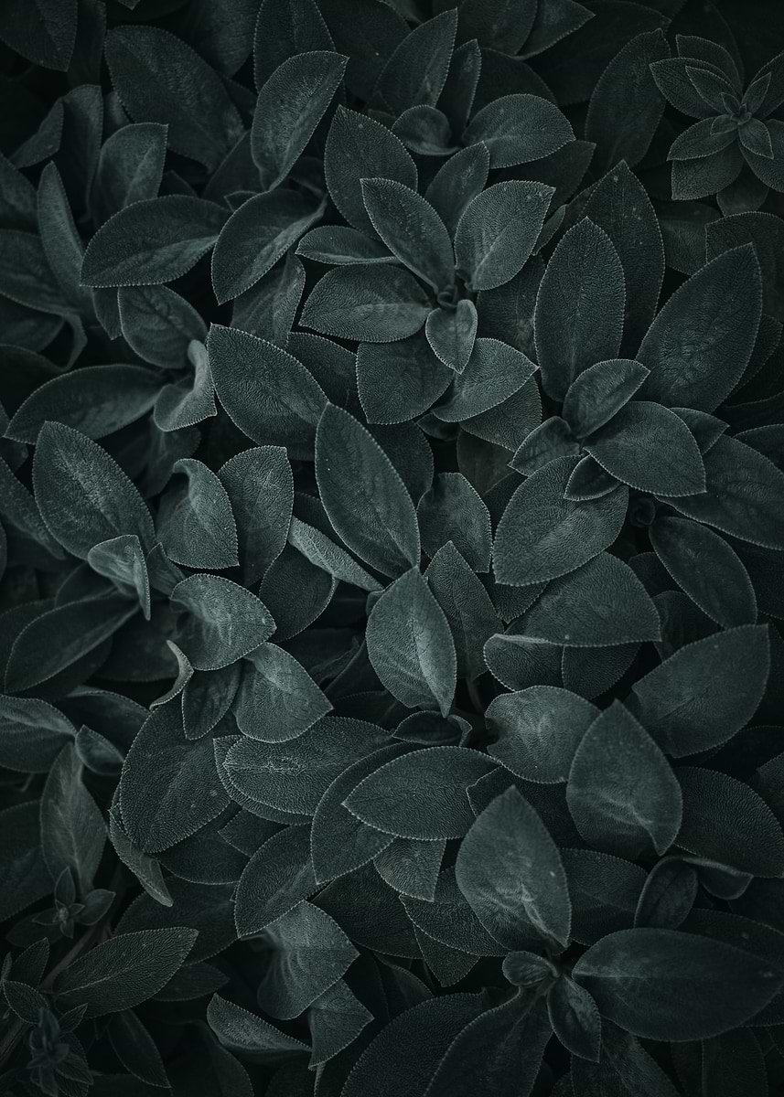 'Dark Green Leaves Close-Up' Poster, picture, metal print, paint by ...