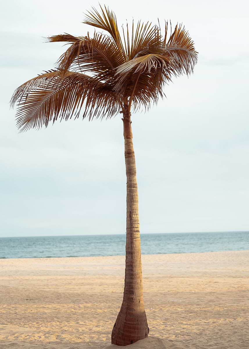 'Palm tree on a sandy beach' Poster, picture, metal print, paint by ...