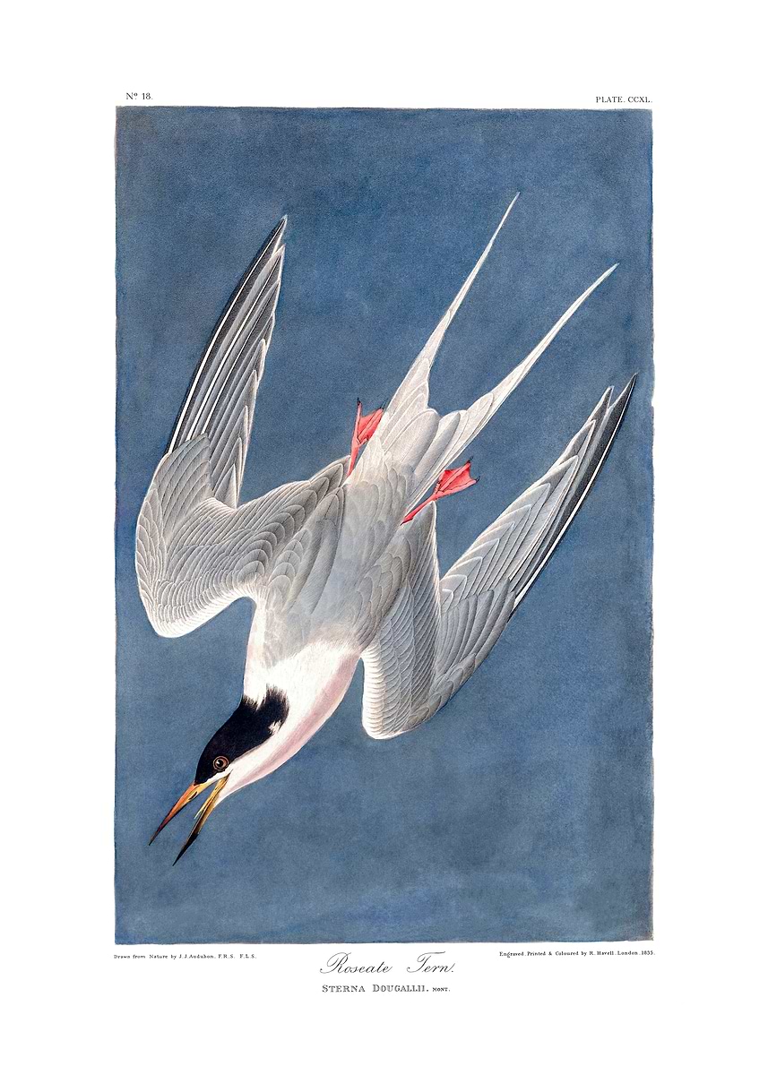 'The Birds of America - Roseate Tern' Poster, picture, metal print ...