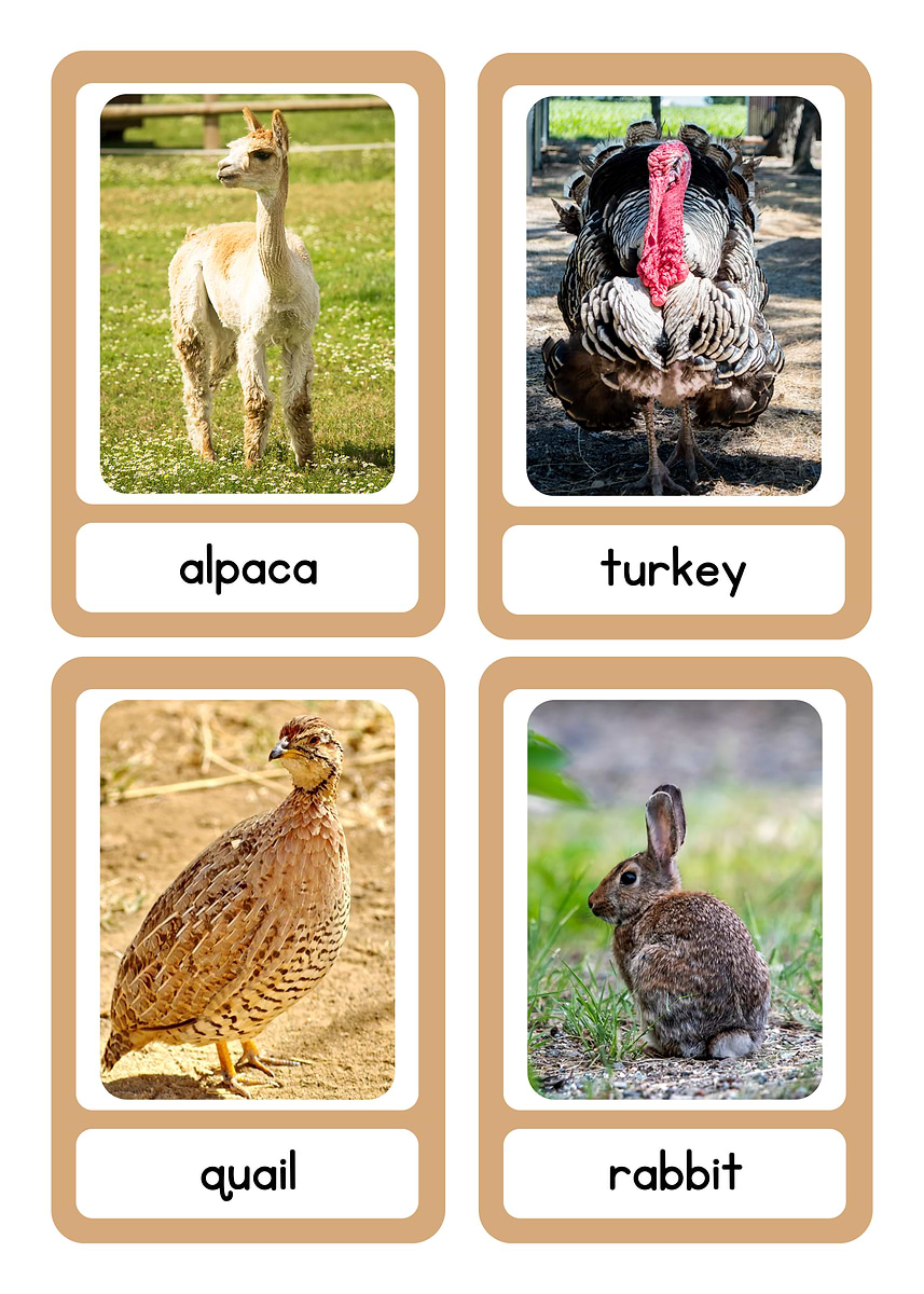 'Animal Flashcards: Alpaca, Turkey, Quail, Rabbit' Poster, picture ...