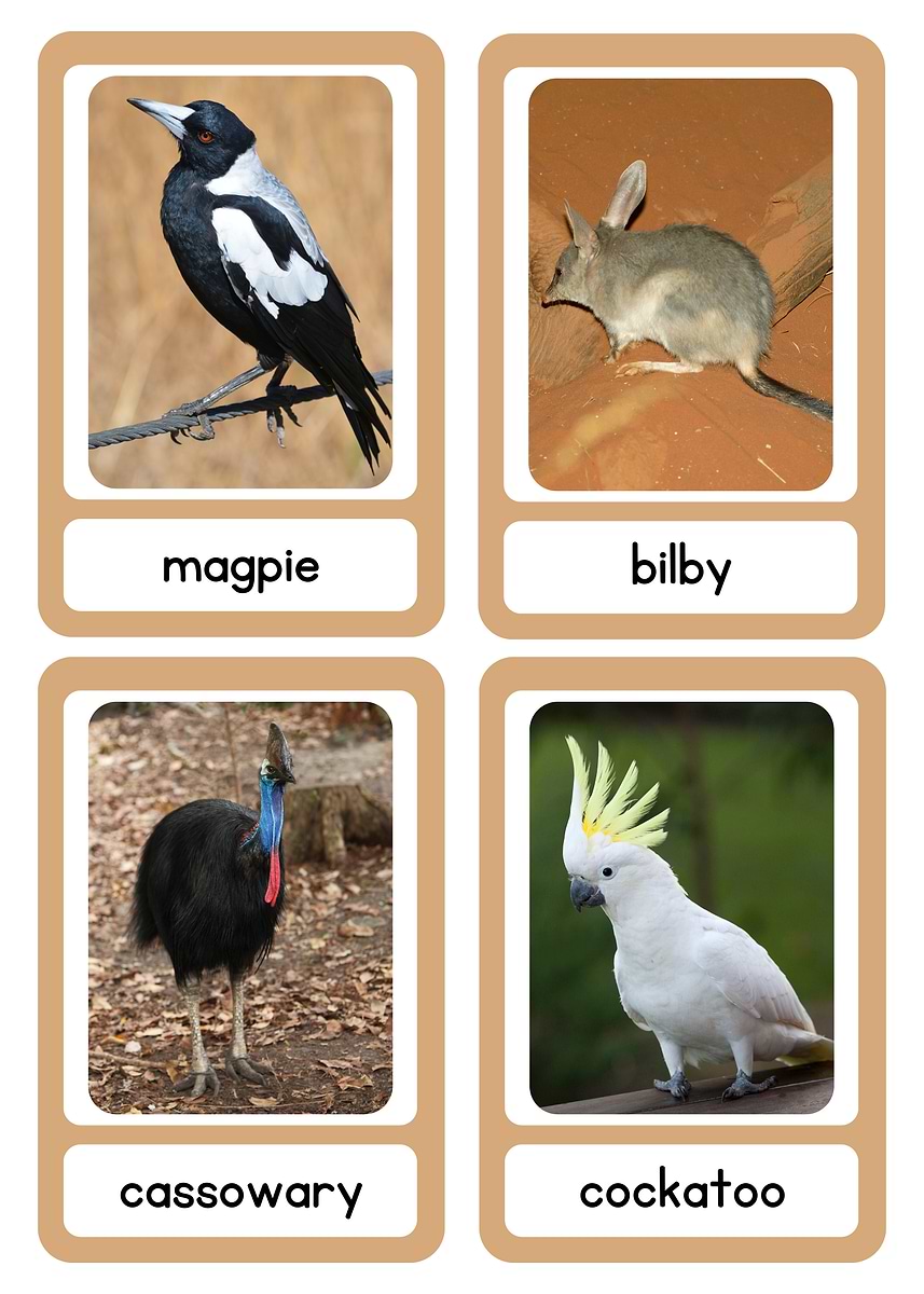 'Australian Animals Flashcards' Poster, picture, metal print, paint by ...