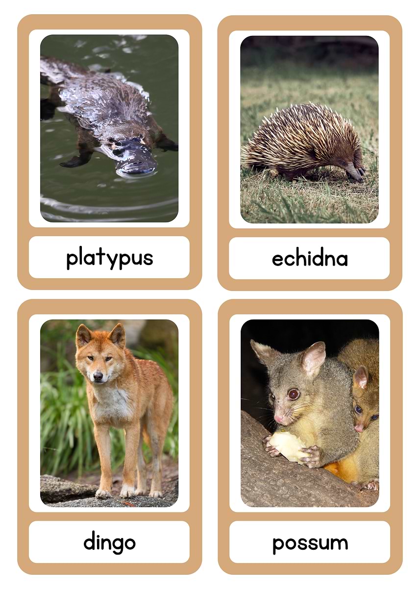 'Australian Animals Flashcards' Poster, picture, metal print, paint by ...