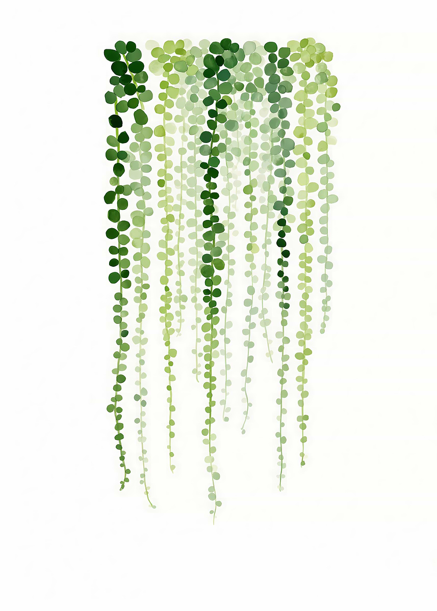 'String of Pearls Plant Watercolor Illustration' Poster, picture, metal ...