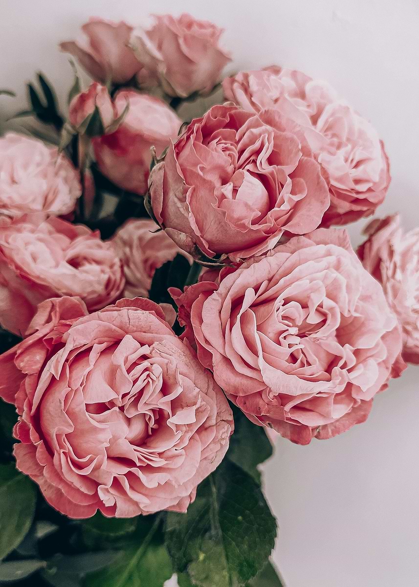 'Bouquet of Pink Roses' Poster, picture, metal print, paint by Sao ...
