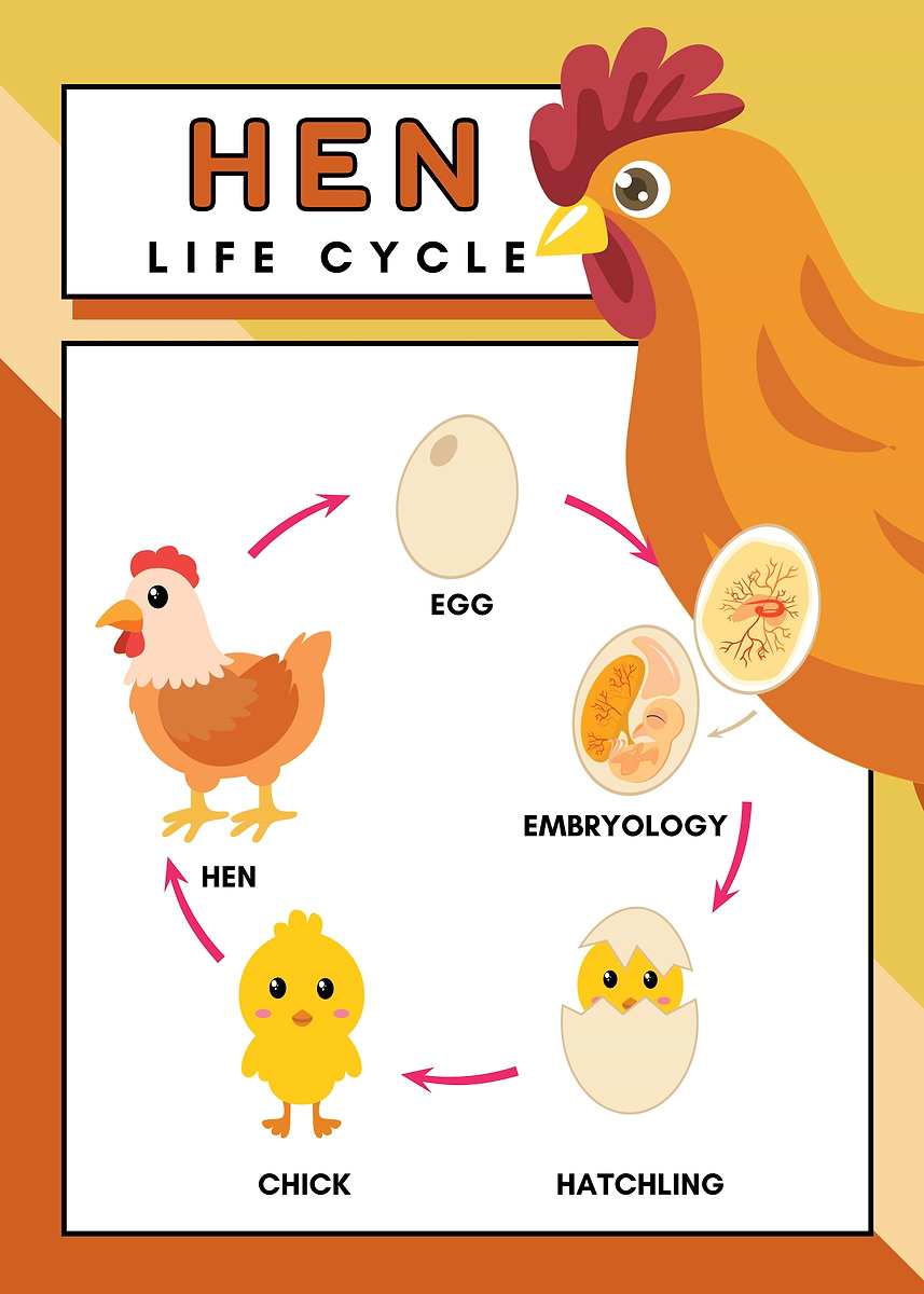 'Hen Life Cycle Diagram' Poster, picture, metal print, paint by Kuy ...