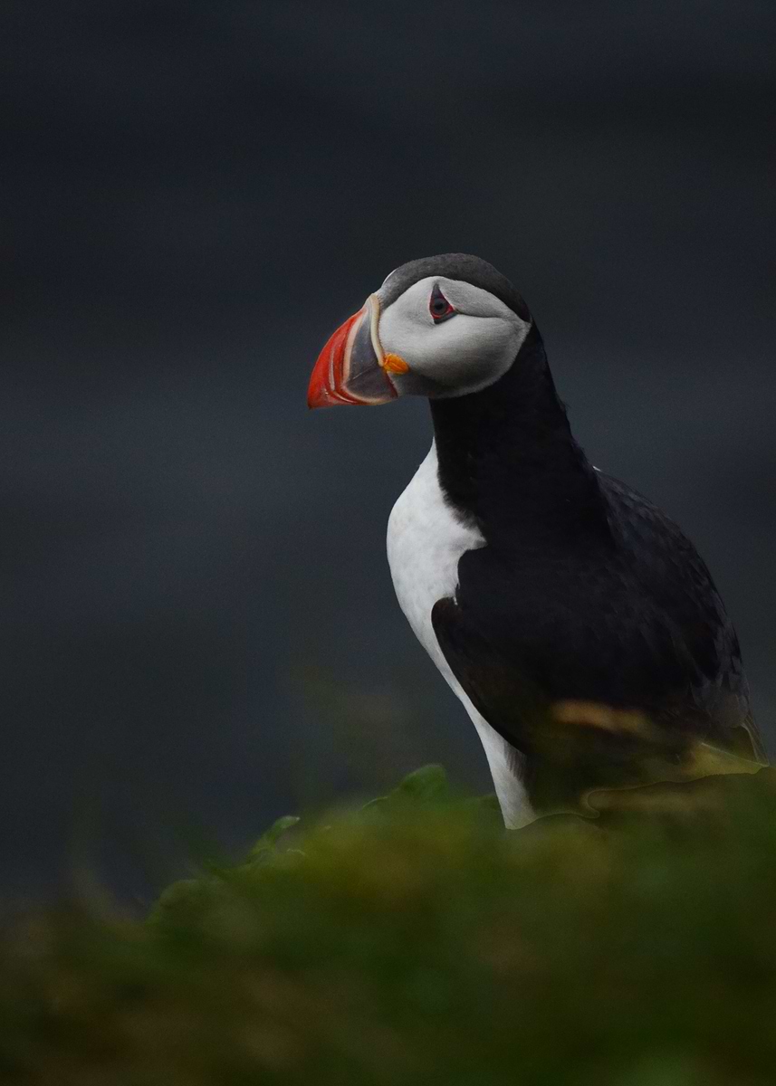 'Atlantic Puffin Portrait' Poster, picture, metal print, paint by ...