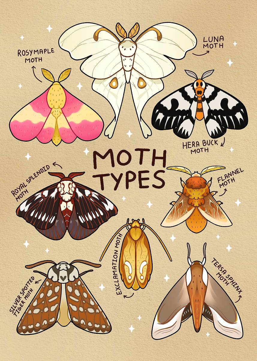 'Moth Types ' Poster, picture, metal print, paint by Nandita ...
