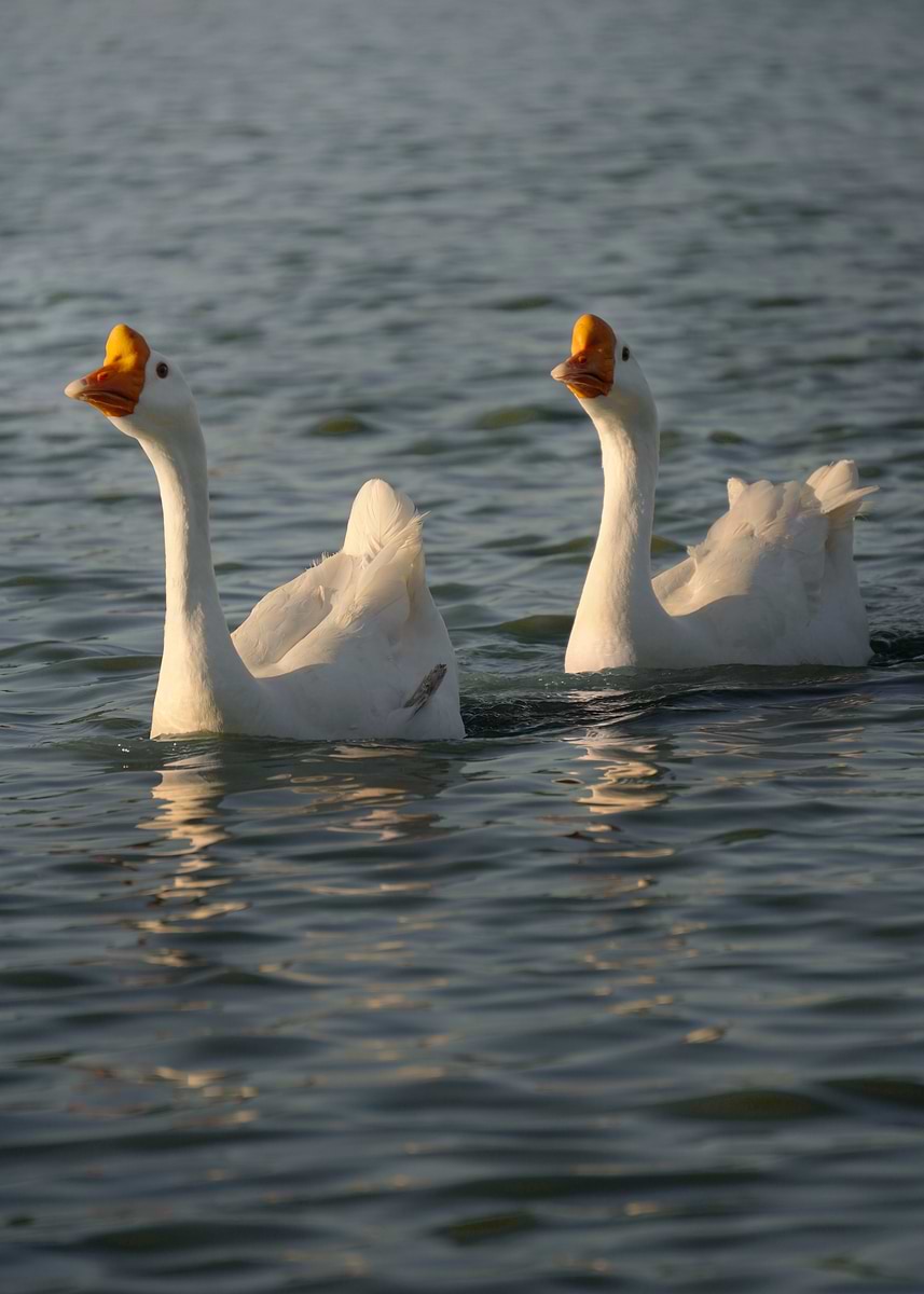 'Summer Texan Golden Hour with Geese' Poster, picture, metal print ...