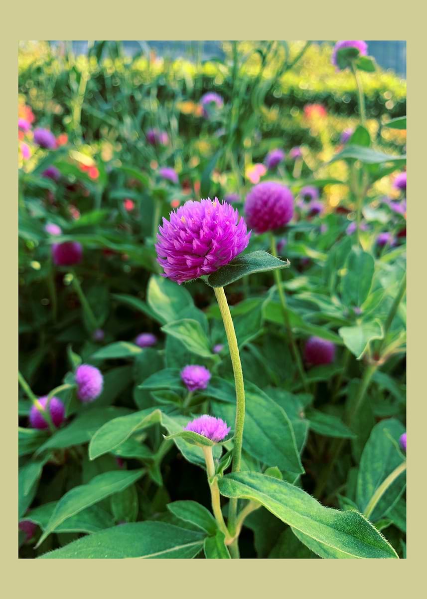 'Globe Amaranth Flower Garden' Poster, picture, metal print, paint by ...