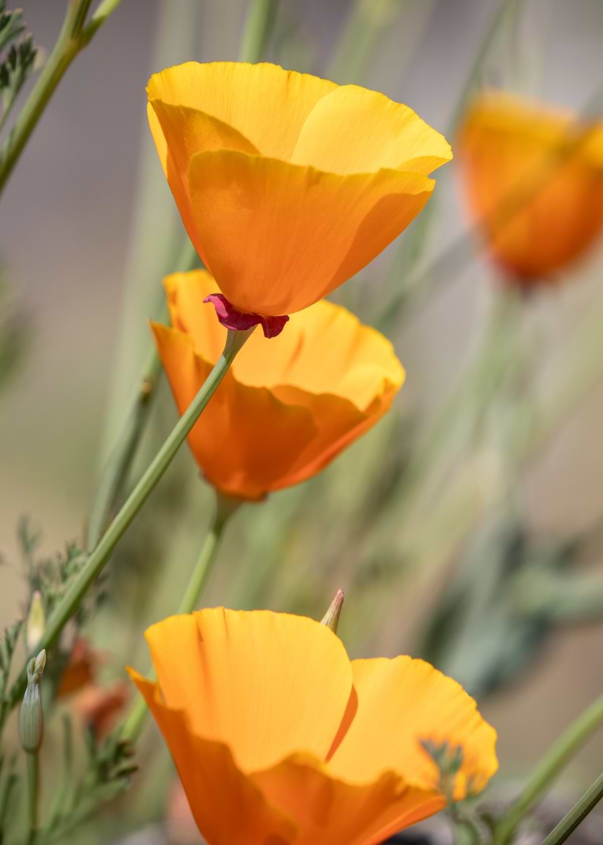 'California poppy flowers' Poster, picture, metal print, paint by David ...