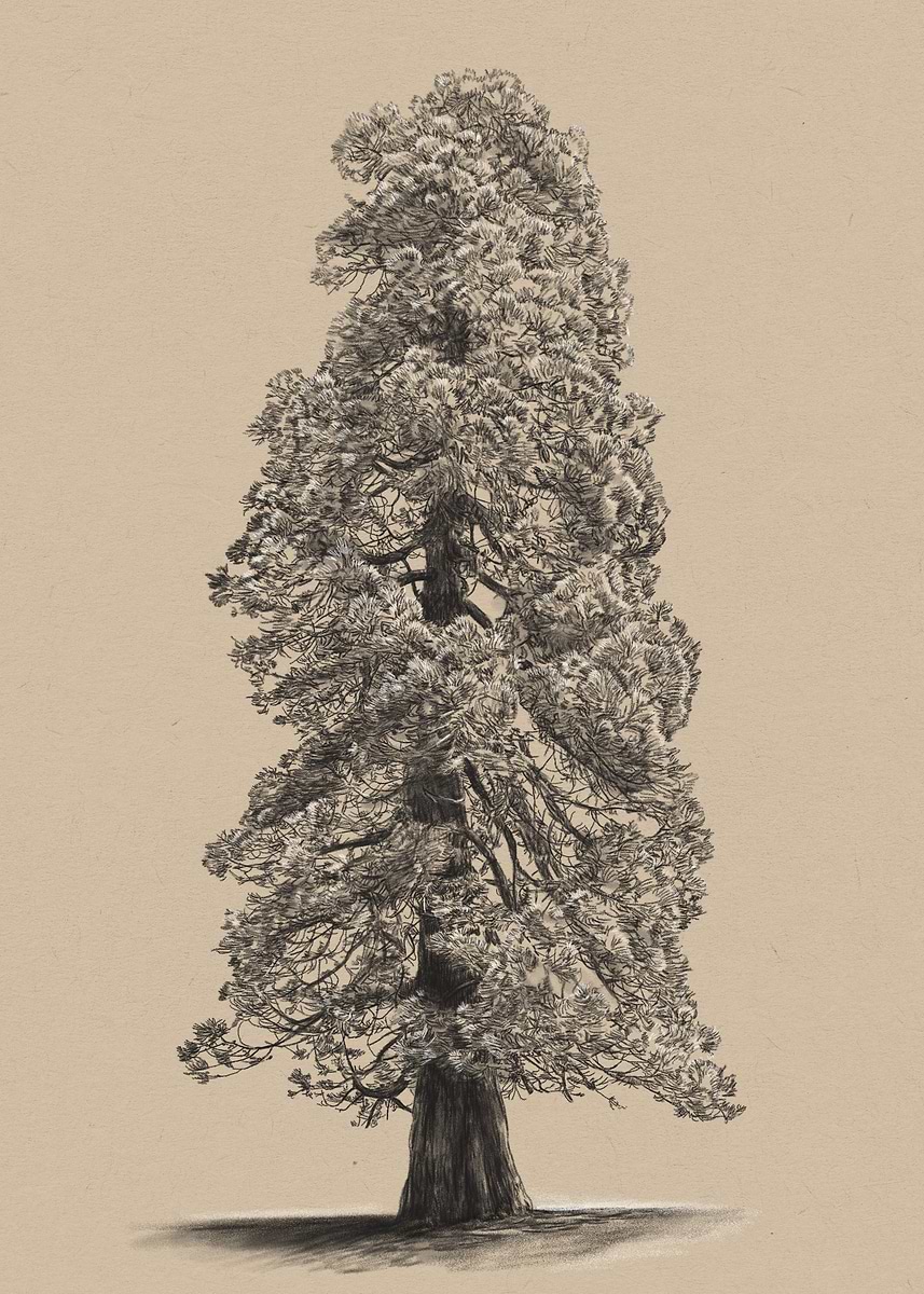 'Cedar Tree Vintage Drawing – Rustic Black and White Forest Wall Art ...