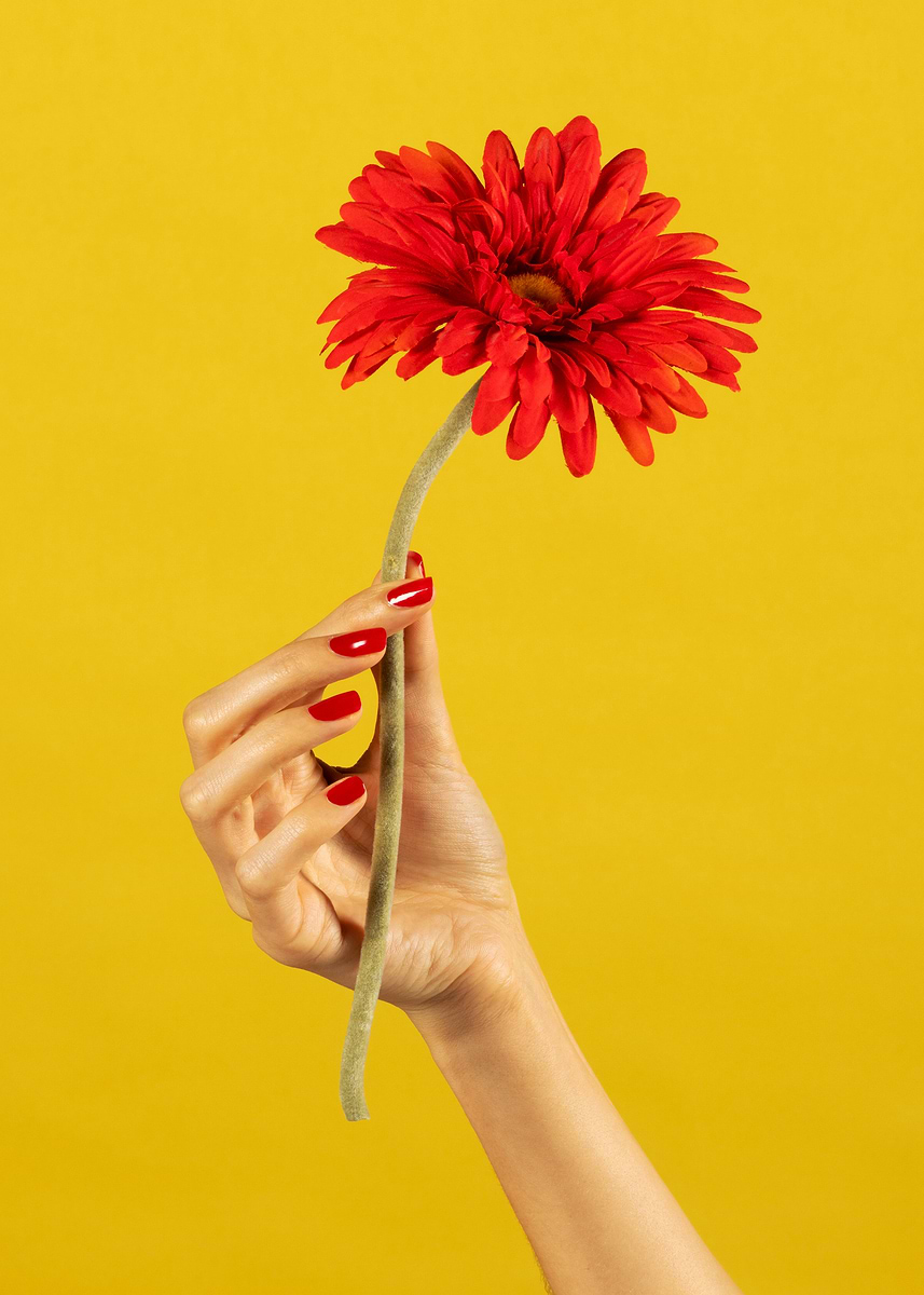 'Red Gerbera Daisy Held by Hand' Poster, picture, metal print, paint by ...