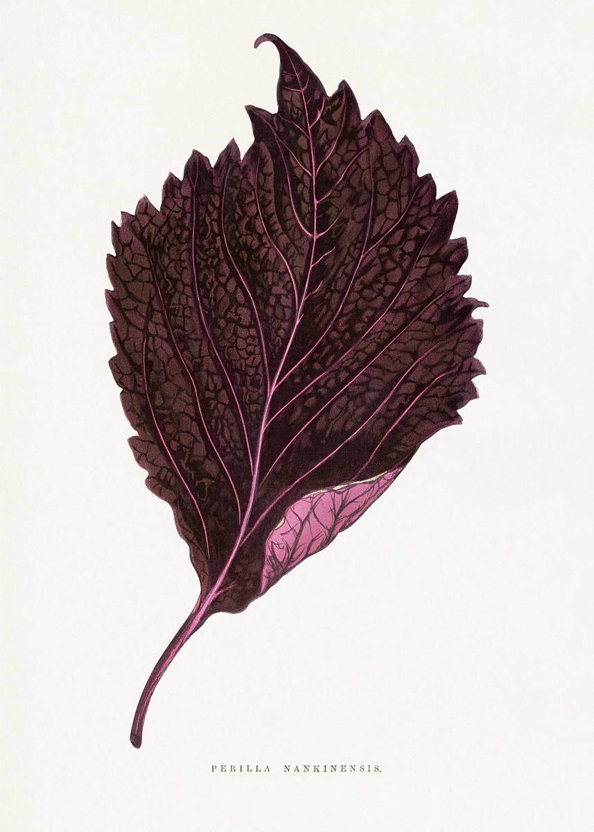 'Perilla Nankinensis Leaf Illustration' Poster, picture, metal print ...