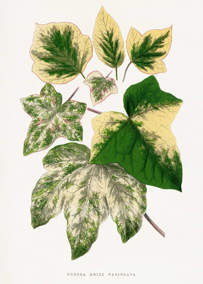 'Hedera Helix Variegata Botanical Illustration' Poster, picture, metal ...