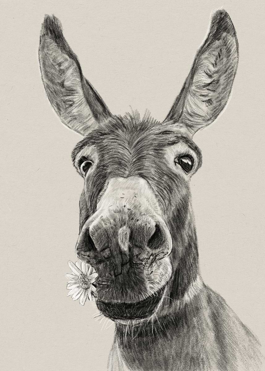 'Donkey with Flower Pencil Drawing' Poster, picture, metal print, paint ...
