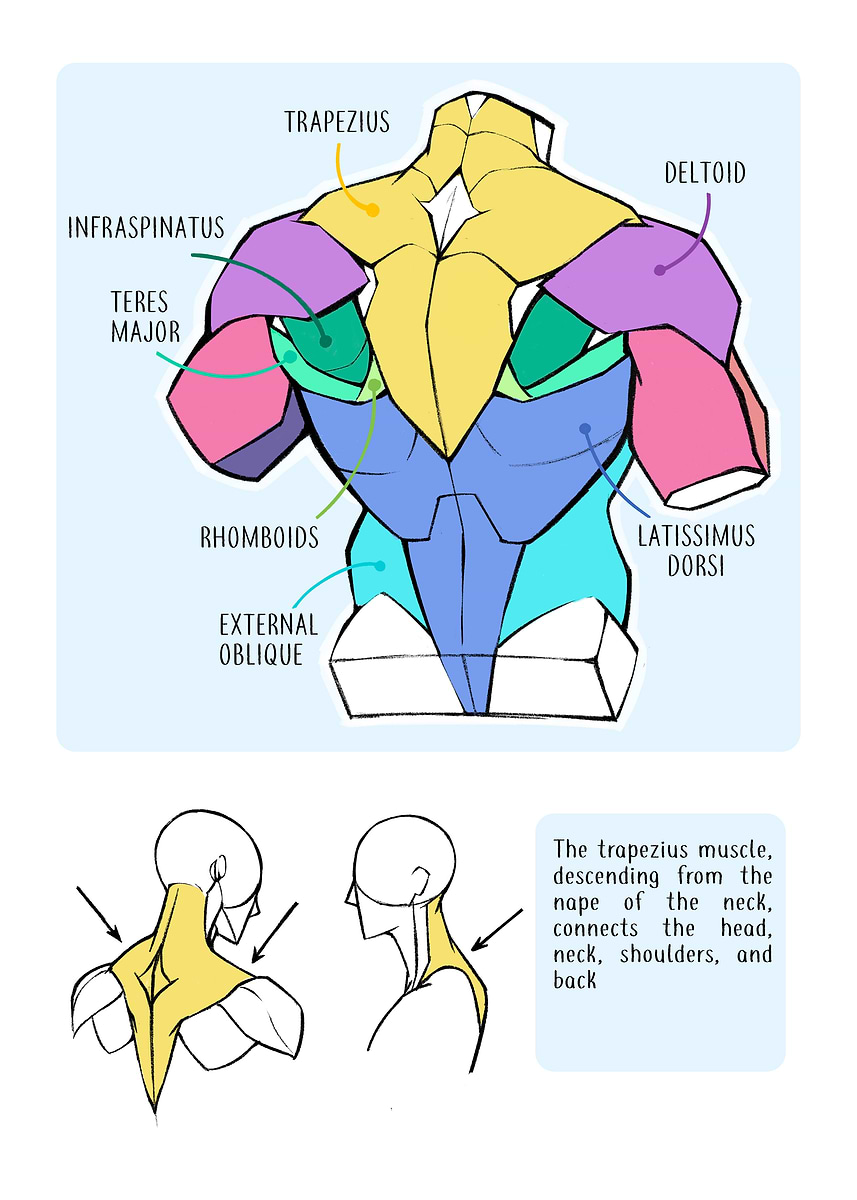 'Anatomy of the Back Muscles Illustration' Poster, picture, metal print ...
