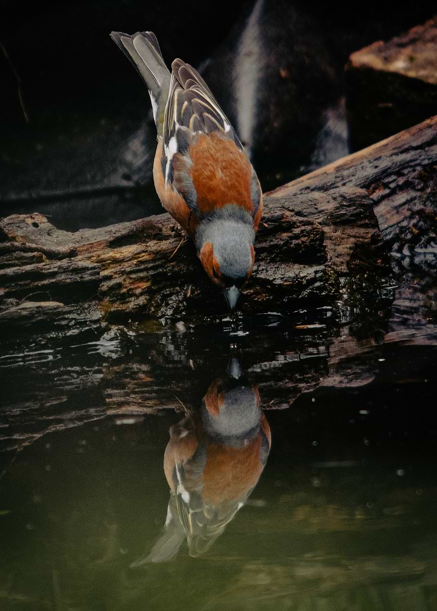 'Chaffinch Drinking Water Reflection' Poster, picture, metal print, paint by Nathan Taylor ...