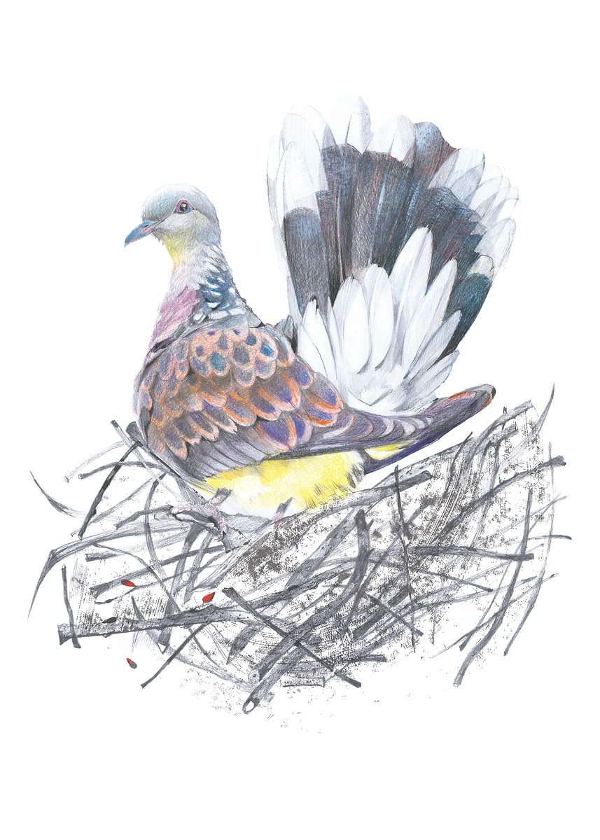 'Dove in Nest Colored Pencil Drawing' Poster, picture, metal print ...