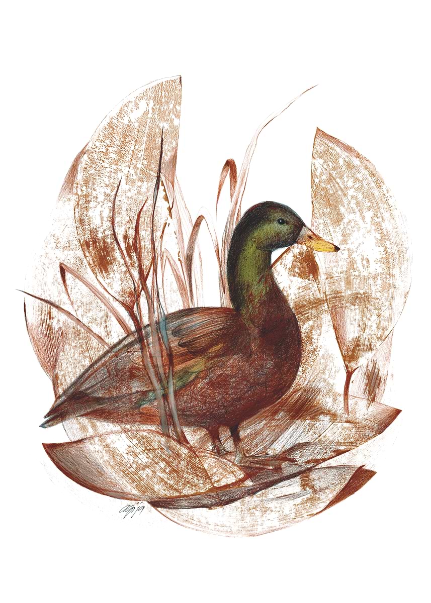 'Duck in Nature Drawing' Poster, picture, metal print, paint by Agija ...