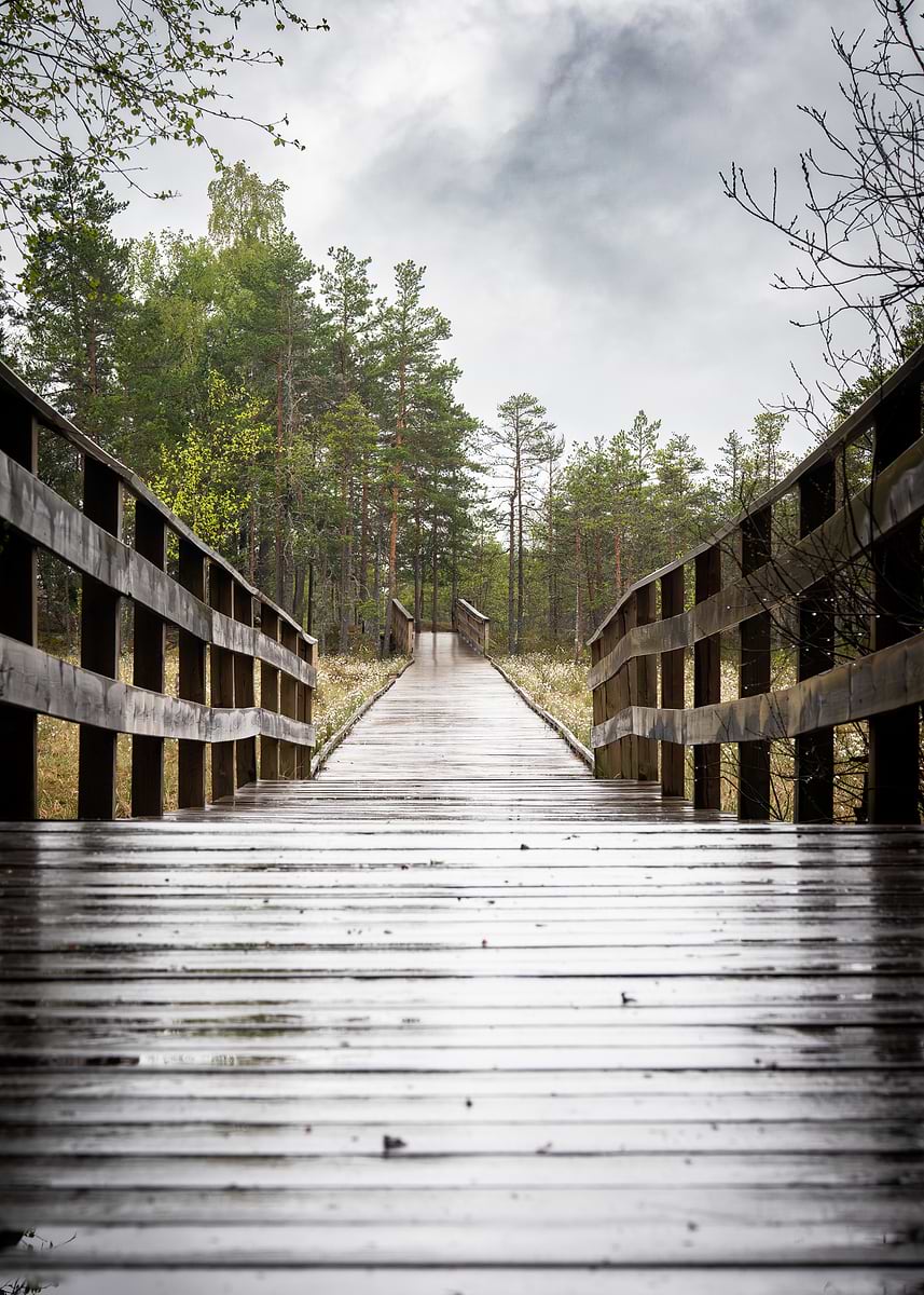 'Wooden bridge through forest landscape' Poster, picture, metal print ...