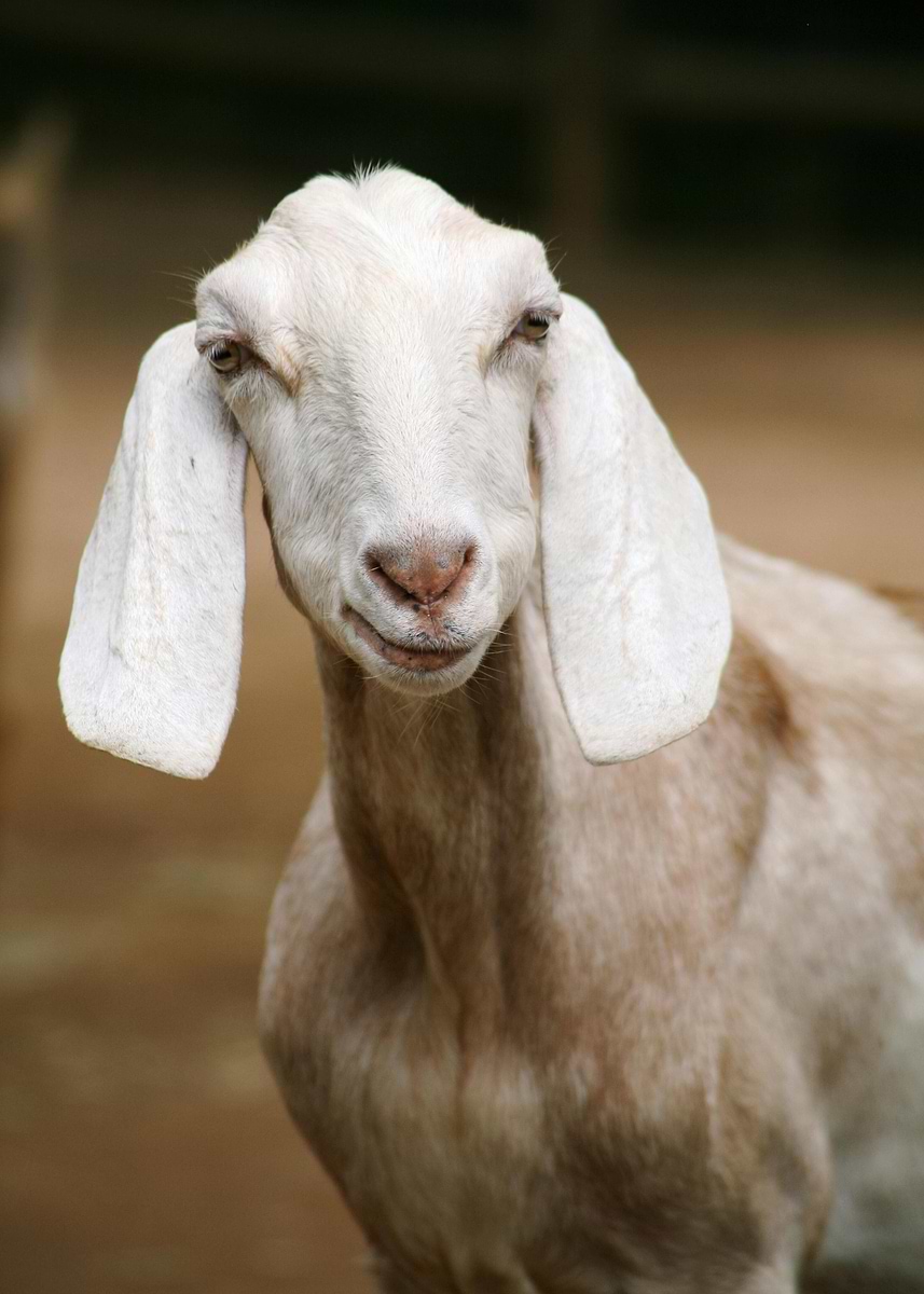 'Portrait of a Light-Colored Goat' Poster, picture, metal print, paint ...