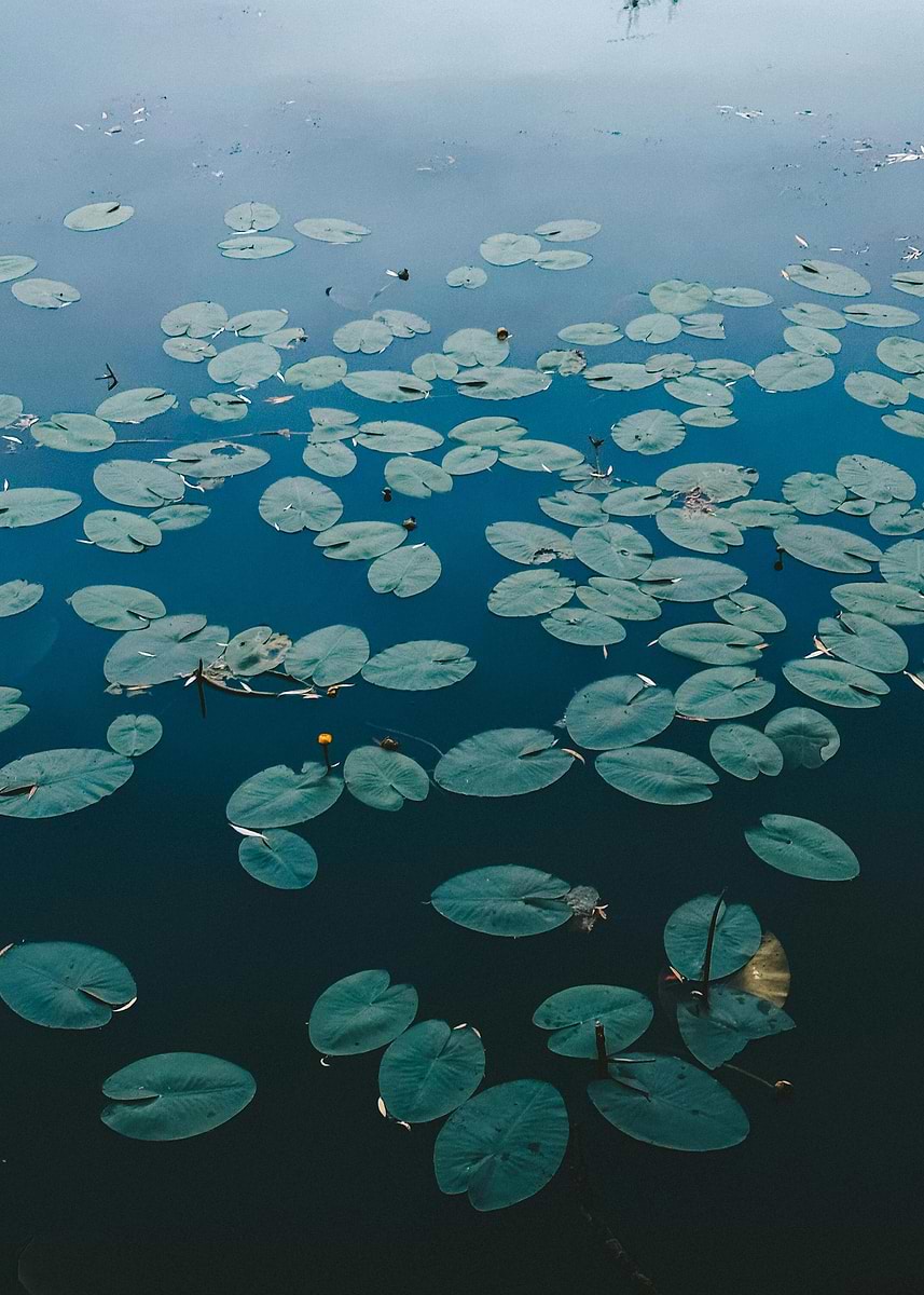 'Lily Pads on Water Surface' Poster, picture, metal print, paint by ...