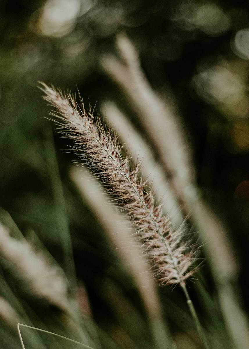 'Close-up of Wheatgrass in Nature' Poster, picture, metal print, paint ...