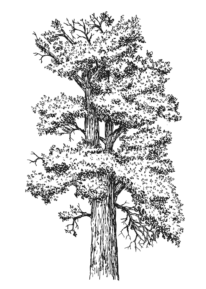 'Detailed Tree Illustration' Poster, picture, metal print, paint by ...