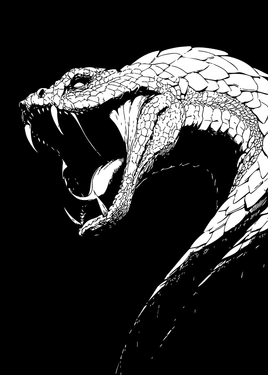 'Monochrome Snake with Open Mouth' Poster, picture, metal print, paint ...