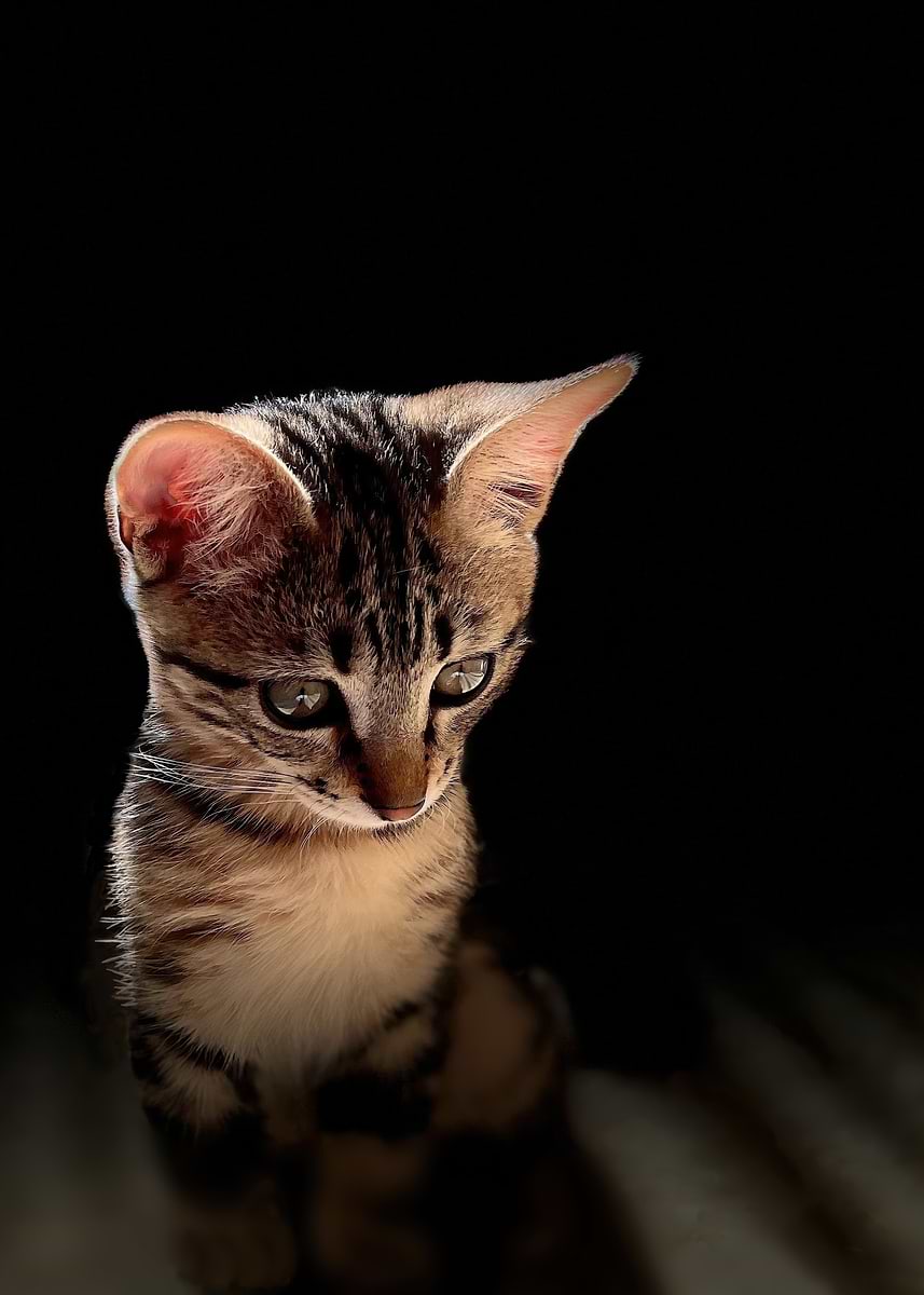 'Cute Tabby Kitten Portrait on Black' Poster, picture, metal print ...