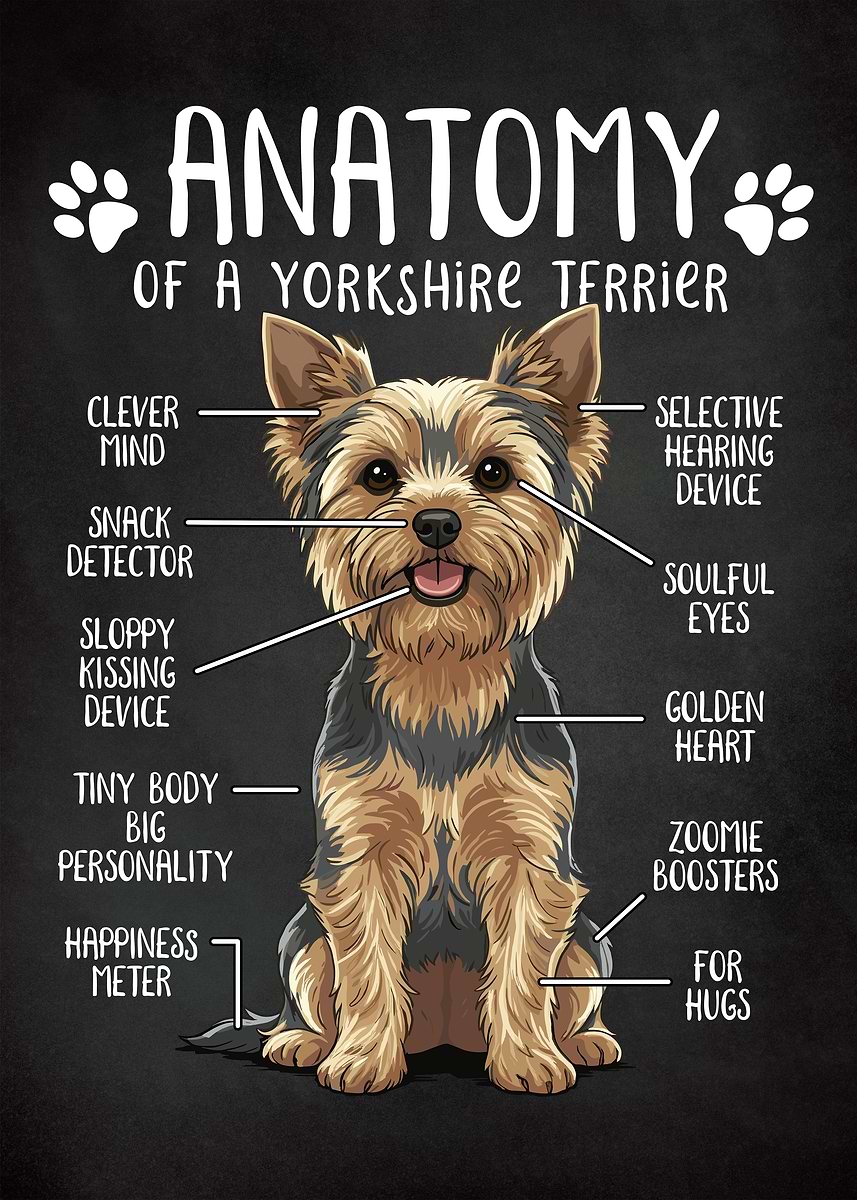 'Yorkshire Terrier Anatomy Funny Dog Poster' Poster, picture, metal ...